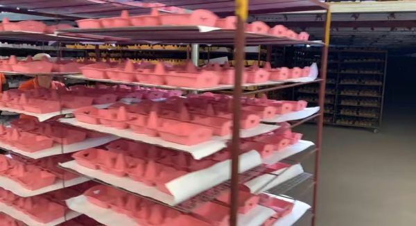 The Rise of Pulp Molded Egg Cartons: Sustainable Packaging for a ...