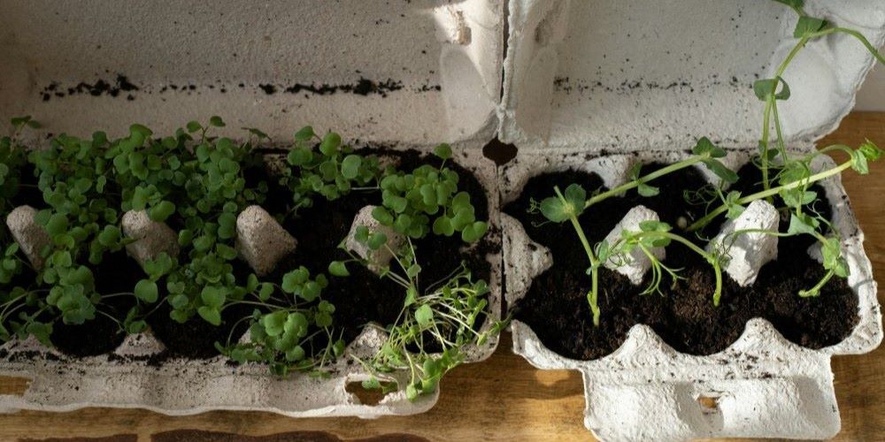 13 Creative Ways to Reuse Egg Cartons - InNaturePack
