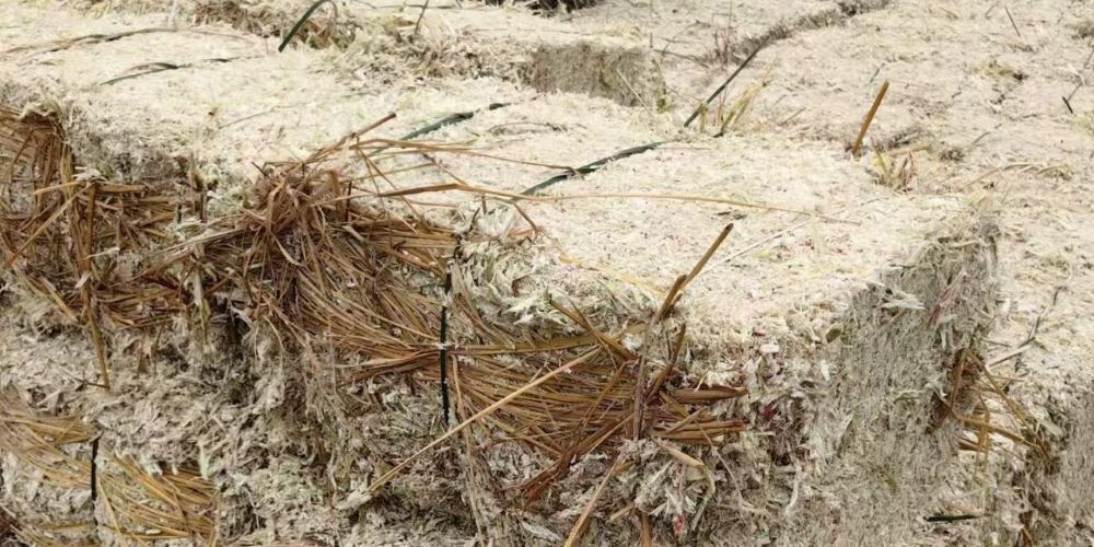 What is Bagasse and What Are Its Uses? - InNaturePack