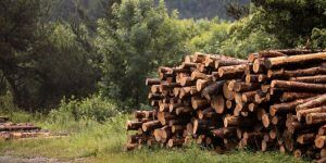 10 Examples of Renewable Materials and Their Benefits - InNaturePack