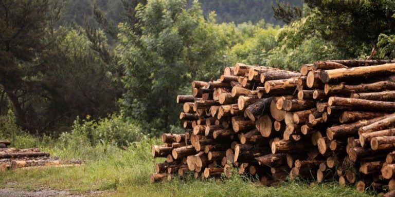 10 Examples of Renewable Materials and Their Benefits - InNaturePack